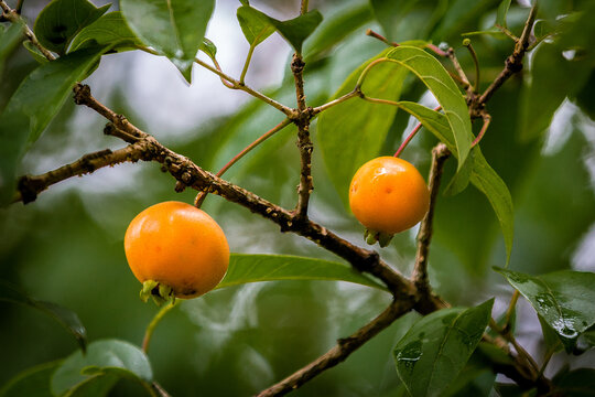 Gabiroba Images – Browse 25 Stock Photos, Vectors, and Video | Adobe Stock