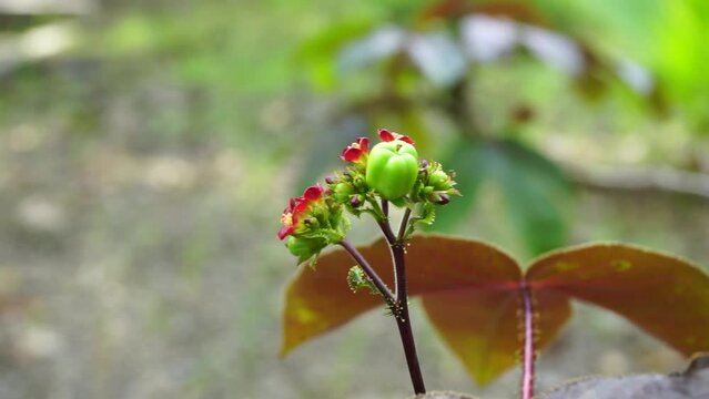 "Scorpion Sting" Images – Browse 90 Stock Photos, Vectors, and Video ...