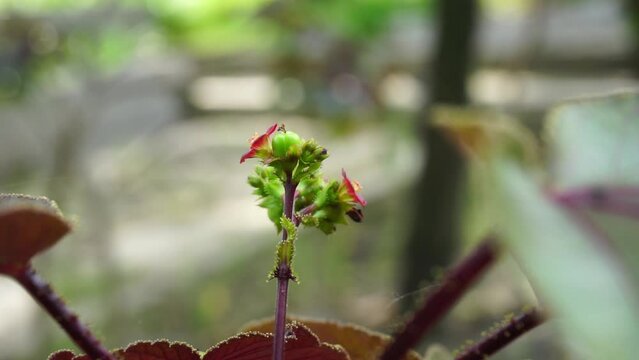 "Scorpion Sting" Images – Browse 71 Stock Photos, Vectors, and Video ...