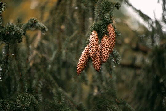 รูปภาพPine-Tree – เลือกดูภาพถ่ายสต็อก เวกเตอร์ และวิดีโอ16,007 | Adobe ...