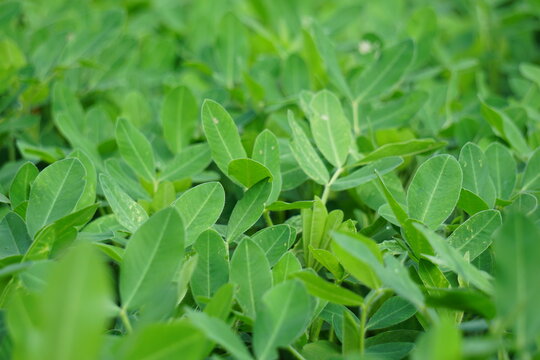 Suuk bilder – Bläddra bland 23 stockfoton, vektorer och videor | Adobe Stock