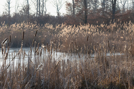 Quagmire bilder – Bläddra bland 87,466 stockfoton, vektorer och videor ...
