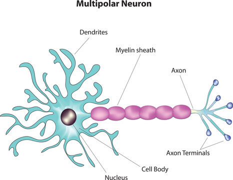 Multipolar Neuron Model Labeled