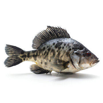 "Black Crappie" Bilder – Durchsuchen 115 Archivfotos, Vektorgrafiken ...
