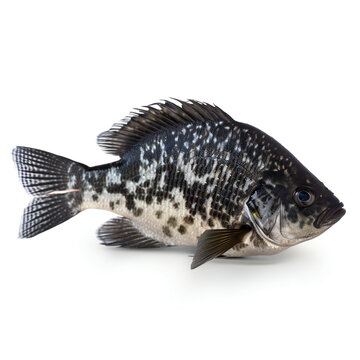 "Black Crappie" Bilder – Durchsuchen 115 Archivfotos, Vektorgrafiken ...