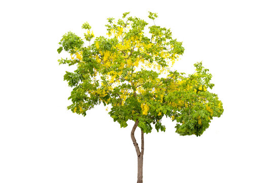 Kanikkonna Bilder – Durchsuchen 10,570 Archivfotos, Vektorgrafiken und ...