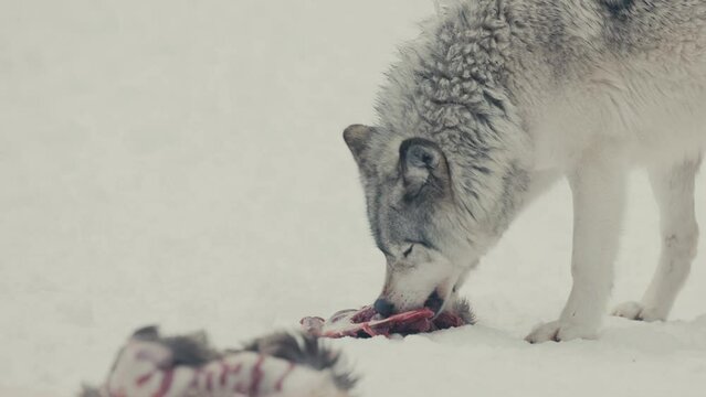 "Canis Lupus Occidentalis" Images – Browse 644 Stock Photos, Vectors ...