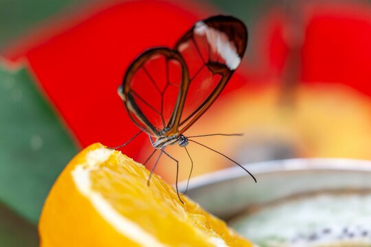รูปภาพGlasswing – เลือกดูภาพถ่ายสต็อก เวกเตอร์ และวิดีโอ1,021 | Adobe Stock
