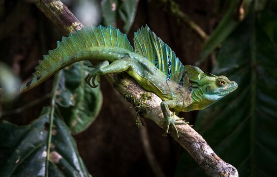 Jesus Lizard Headpure