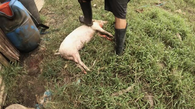 Schweineschlachtung Bilder – Durchsuchen 5,792 Archivfotos ...