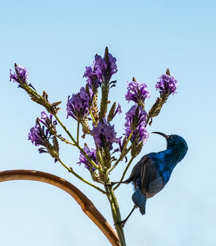 "Palestine Sunbird" Images – Browse 310 Stock Photos, Vectors, and ...
