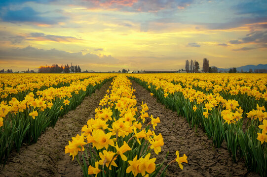 "Daffodil Field" Bilder – Durchsuchen 1,589 Archivfotos, Vektorgrafiken ...
