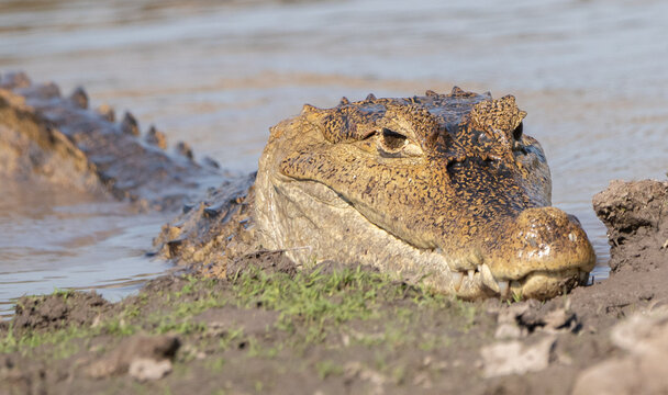 Babilla Images – Browse 71 Stock Photos, Vectors, and Video | Adobe Stock