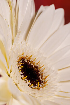 Ferbera Images – Browse 12 Stock Photos, Vectors, and Video | Adobe Stock