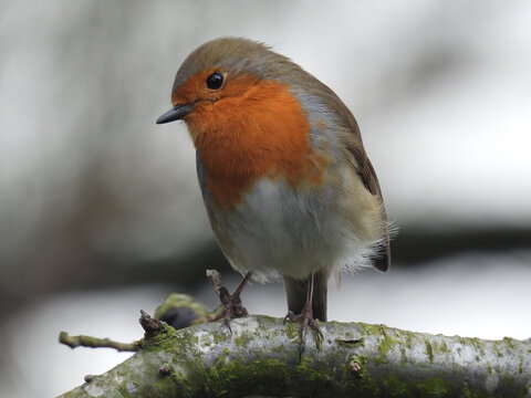 Mustert Images – Browse 14 Stock Photos, Vectors, and Video | Adobe Stock