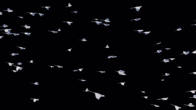 Birds Flying Overlay Images – Browse 1,608 Stock Photos, Vectors, and ...