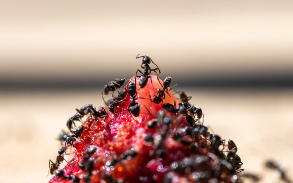 Imágenes de Formigas: descubre bancos de fotos, ilustraciones, vectores ...