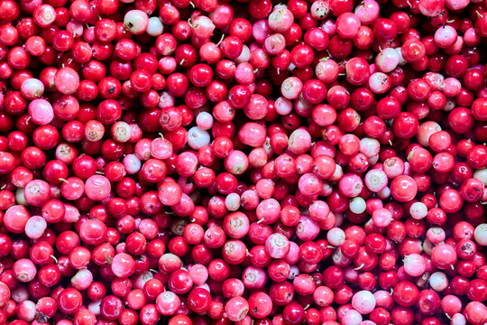 Foxberry bilder – Bläddra bland 54,113 stockfoton, vektorer och videor ...