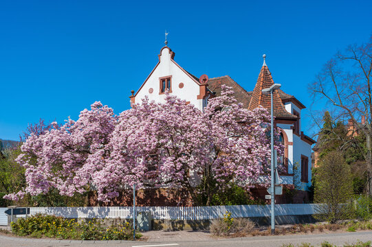 Magnolienbaum bilder – Bläddra bland 1,784 stockfoton, vektorer och ...