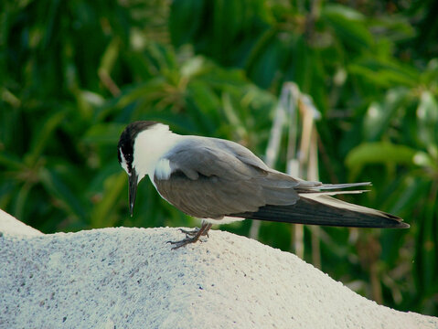 "Bridled Tern"-Bilder: Stock-Fotos & -Videos. | Adobe Stock