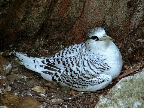 "Paille En Queue" Images – Browse 86 Stock Photos, Vectors, and Video ...