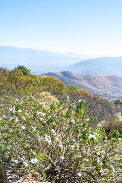 Imágenes de Cazahuate: descubre bancos de fotos, ilustraciones ...