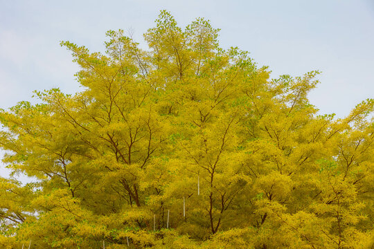 Combretaceae Images – Browse 576 Stock Photos, Vectors, and Video ...