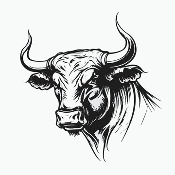 Bull Head Drawings