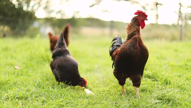 Obrázky Hens – procházejte fotografie, vektory a videa 607,896 | Adobe ...