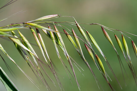 รูปภาพBarbue – เลือกดูภาพถ่ายสต็อก เวกเตอร์ และวิดีโอ158 | Adobe Stock