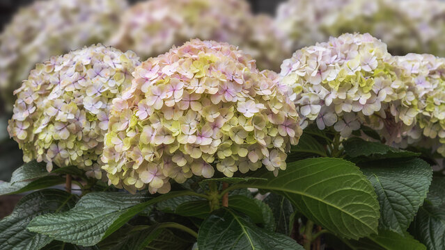 Microphyll Bilder – Durchsuchen 14,064 Archivfotos, Vektorgrafiken und ...