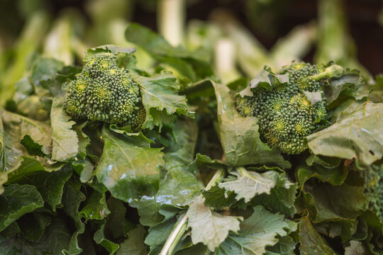 "Cime Di Rapa" Images – Browse 23,545 Stock Photos, Vectors, and Video ...