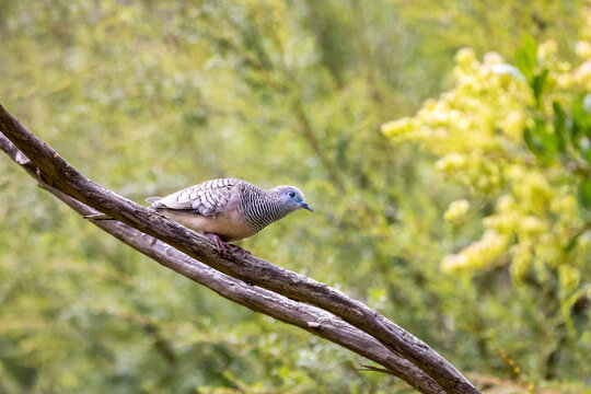 Geopelia Images – Browse 1,029 Stock Photos, Vectors, and Video | Adobe ...