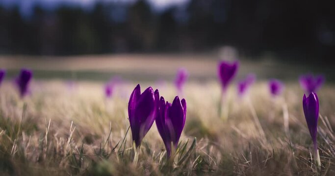 Crocus Video Footage – Browse 7,859 HD Stock Video and Footage | Adobe ...