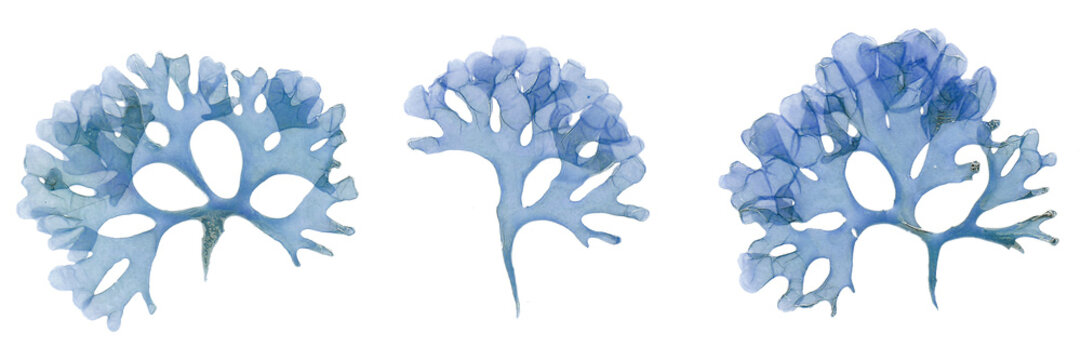 รูปภาพMacroalgae – เลือกดูภาพถ่ายสต็อก เวกเตอร์ และวิดีโอ429,115 ...