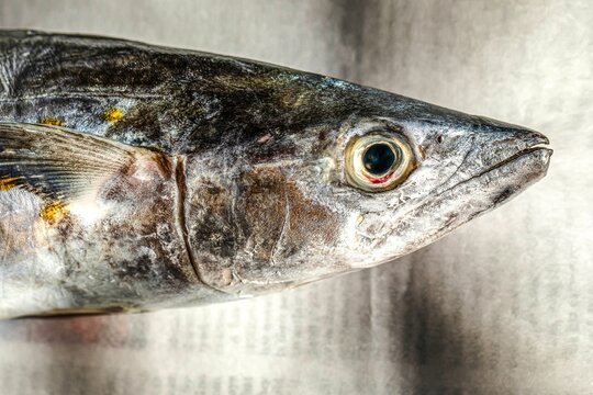 Vanjaram Fish English Name