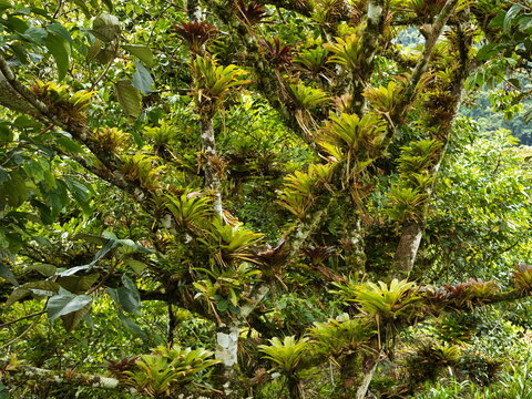 Epiphyte Plant Drawing