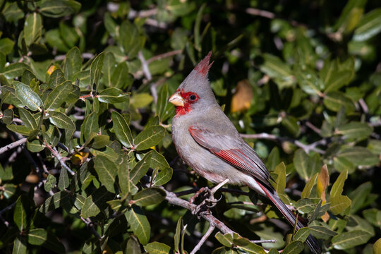 "Desert Cardinal" Images – Browse 275 Stock Photos, Vectors, and Video ...