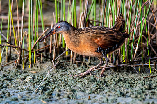 "Clapper Rail" Images – Browse 194 Stock Photos, Vectors, and Video ...
