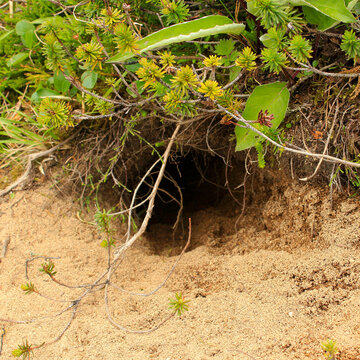 Gopher Hole Images Browse 95 Stock Photos Vectors And Video