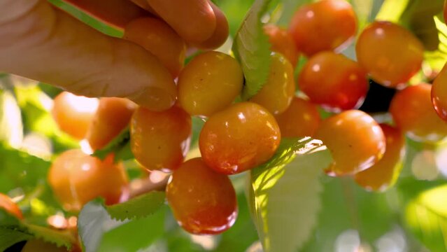Cherry-Pick Imagens – Procure 1,446 fotos, vetores e vídeos | Adobe Stock