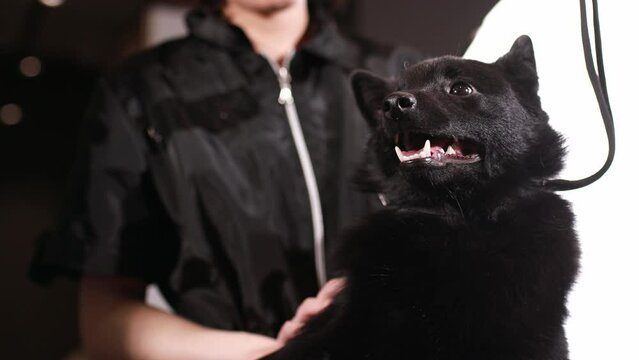 Schipperke Képek – Böngésszen 994 stockfotókat, vektorokat és videókat ...