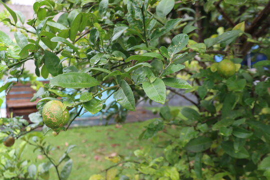 Wild Lime Tree