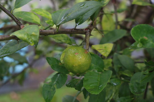 Wild Lime Tree