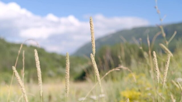 "Cogon Grass" Images – Browse 14,525 Stock Photos, Vectors, and Video ...