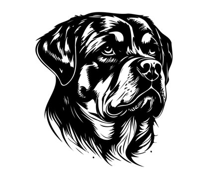 Pictures Of Rottweilers Images – Browse 6,223 Stock Photos, Vectors, and Video | Adobe Stock