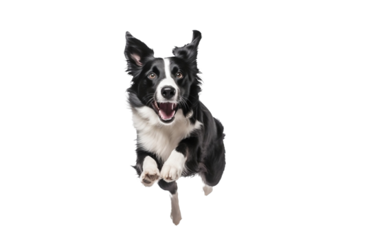 Border Terrier Puppy PNGs – Transparent Background Images | PikWizard