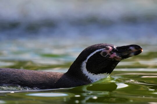 "Banded Penguin" Images – Browse 13,718 Stock Photos, Vectors, and ...