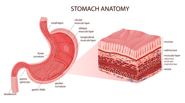 Serous Membrane Histology