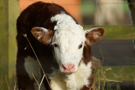 Good Cow Calves